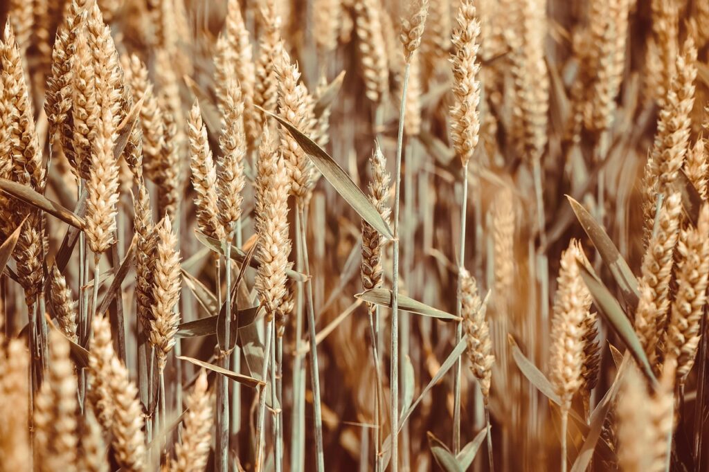 Plantation Agriculture: History, Crops, Impacts, and Future - Urban ...